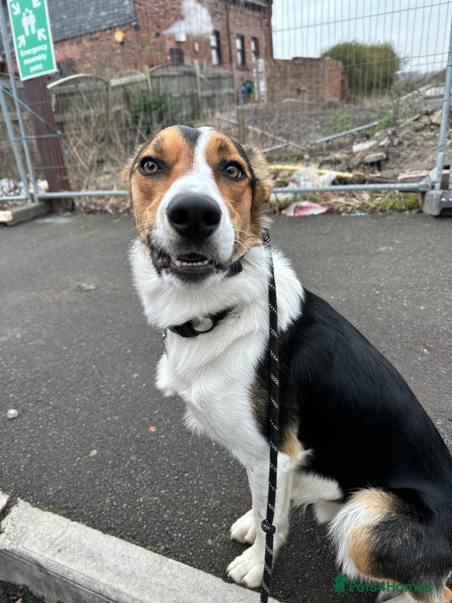 Milo border collie for sale in Liverpool | Pets4Homes