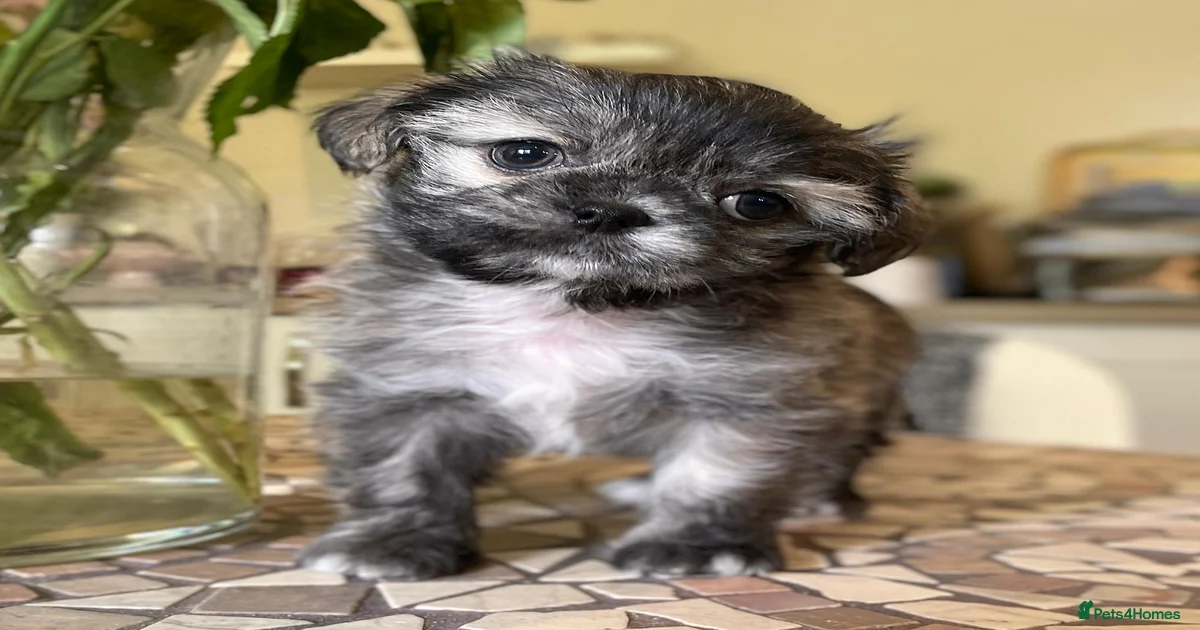 Mixed Breed Puppies for sale | Pets4Homes