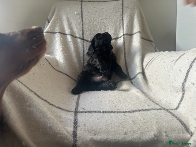 Working cocker spaniel puppies for sale in London | Pets4Homes
