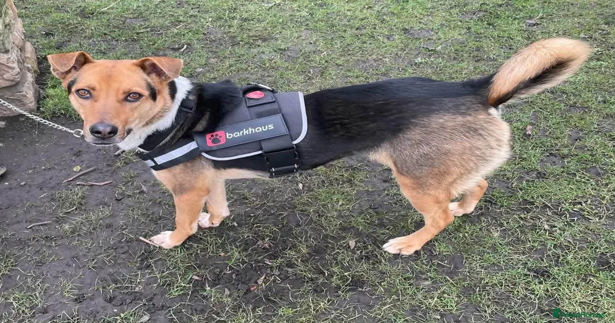 Rhea for adoption in North Shields | Pets4Homes