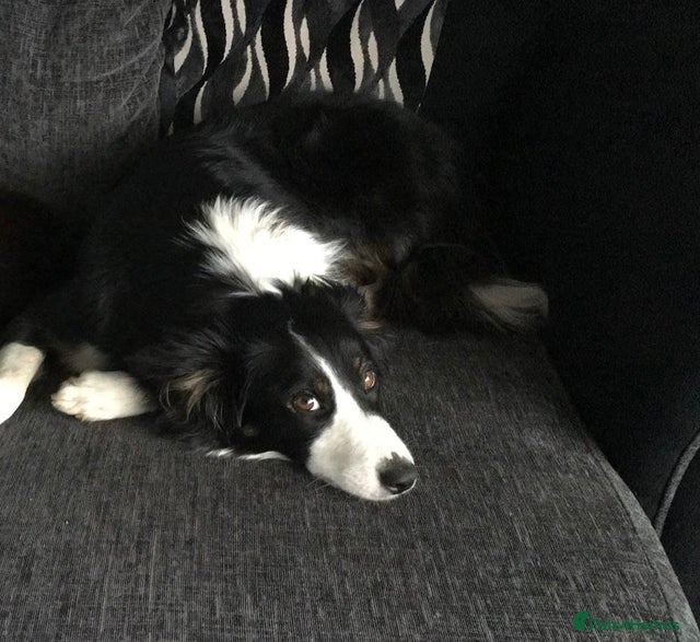 Border Collie for sale in London | Pets4Homes