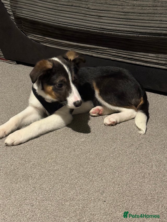 Border collie puppy 4months for sale in Newtown | Pets4Homes