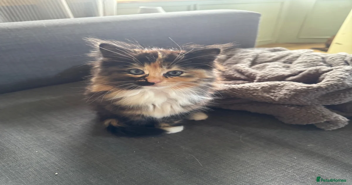 Ragdoll Kittens for sale | Pets4Homes