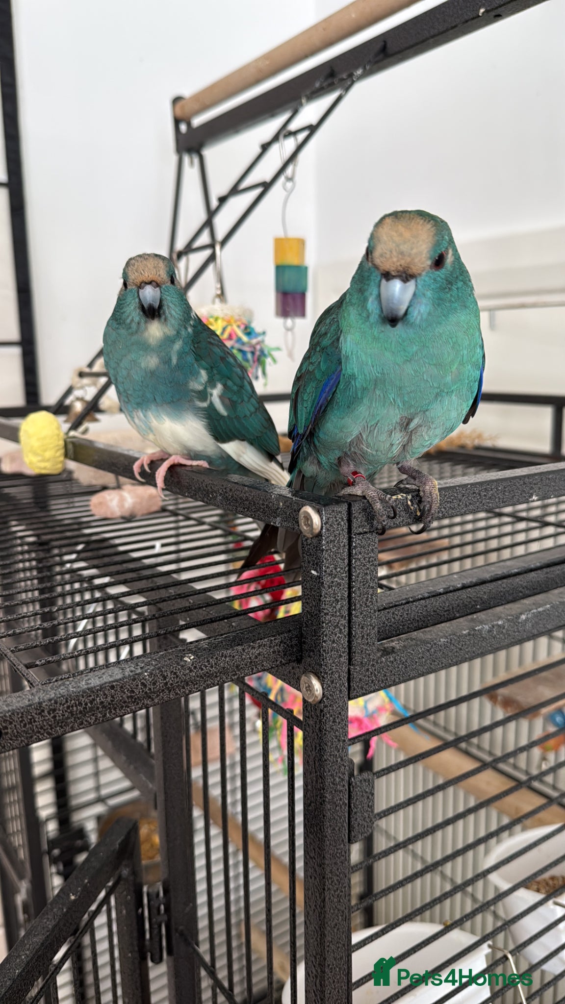 Parrots Birds for sale | Pets4Homes