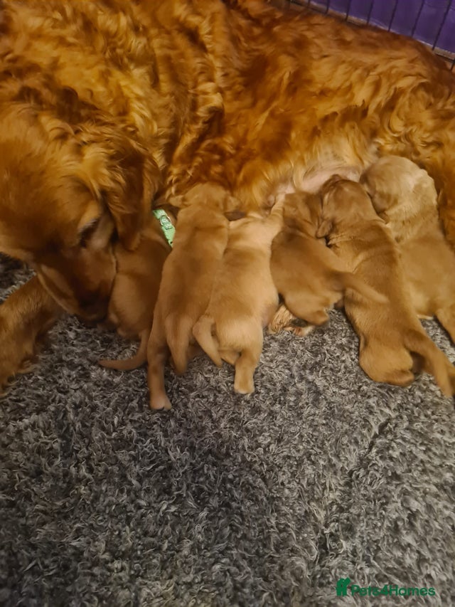 Dark fox red golden Retriever puppies for sale in Swansea | Pets4Homes