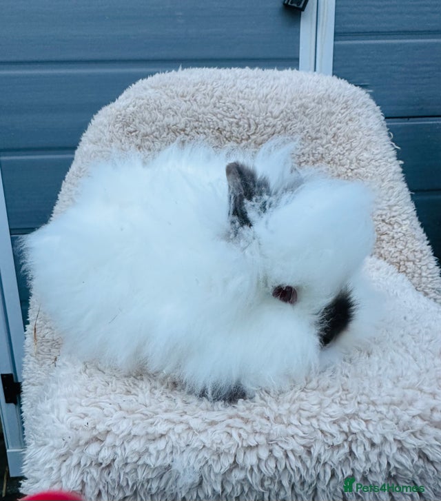 Lionhead Bunny- Boys for sale in Stoke-on-Trent | Pets4Homes