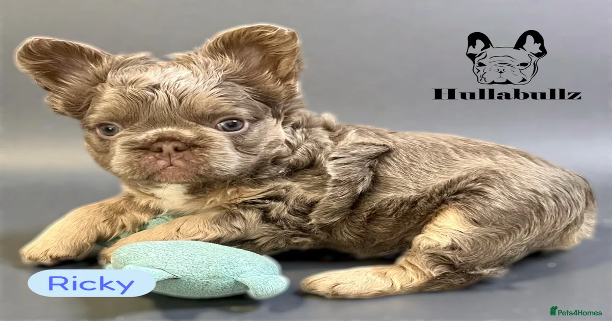 Frenchi Puppies for sale | Pets4Homes