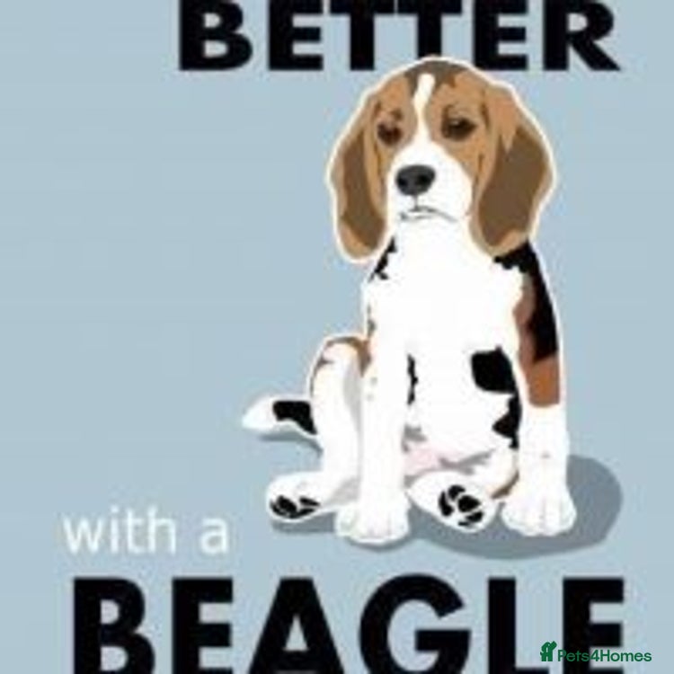Beagle Dogs Breed - Information, Temperament, Size & Price | Pets4Homes
