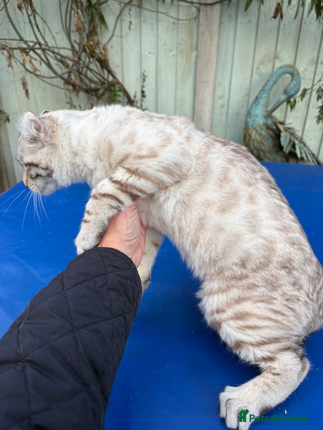 Superb snow leopard male for sale in Bromsgrove | Pets4Homes