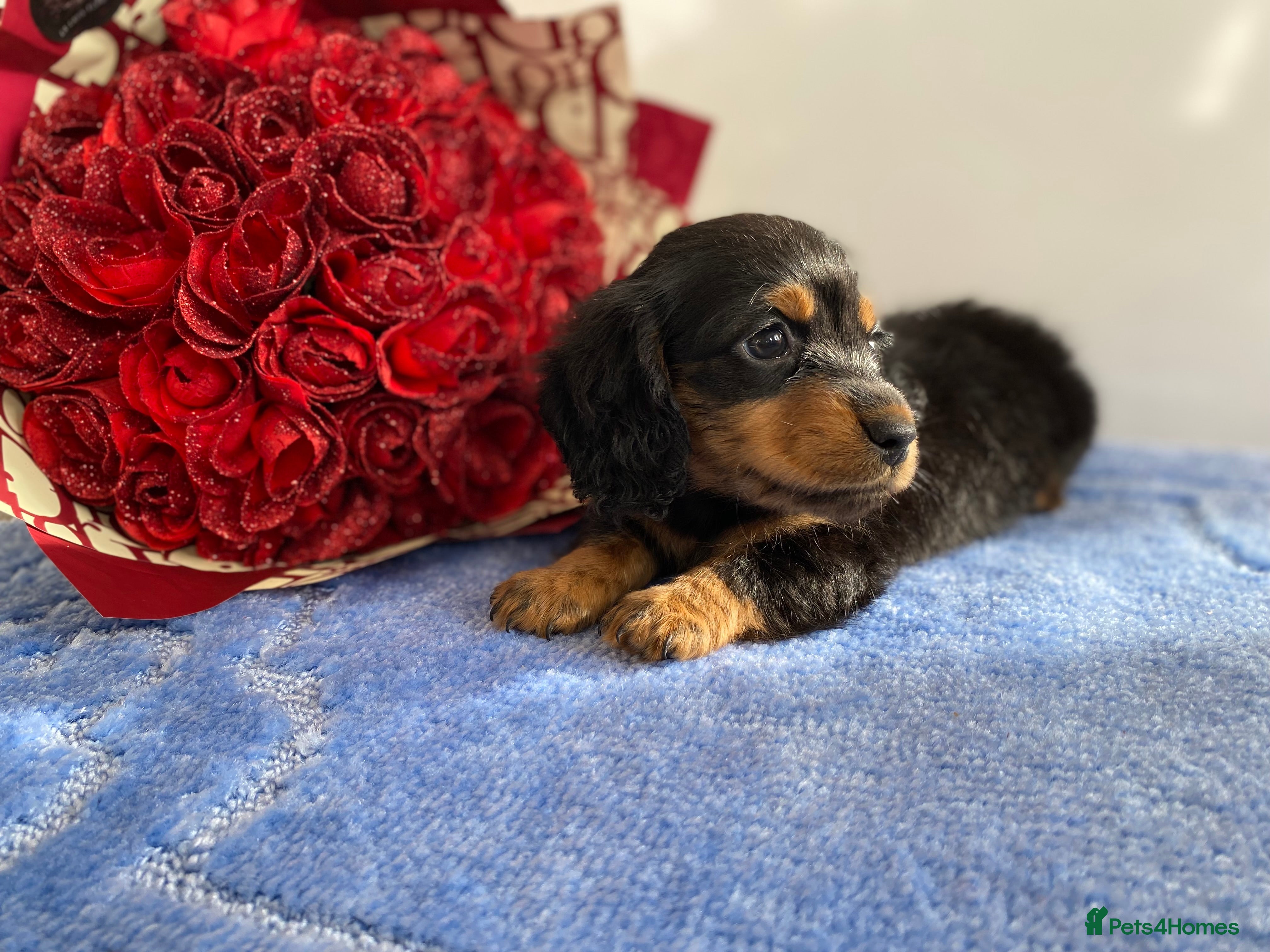 5* KC REG, PRA CLEAR MINIATURE LONG HAIR DACHSHUND for sale in ...