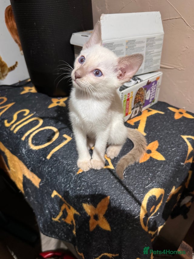 6 adorable lilac and chocolate point Siamese for sale in Preston ...