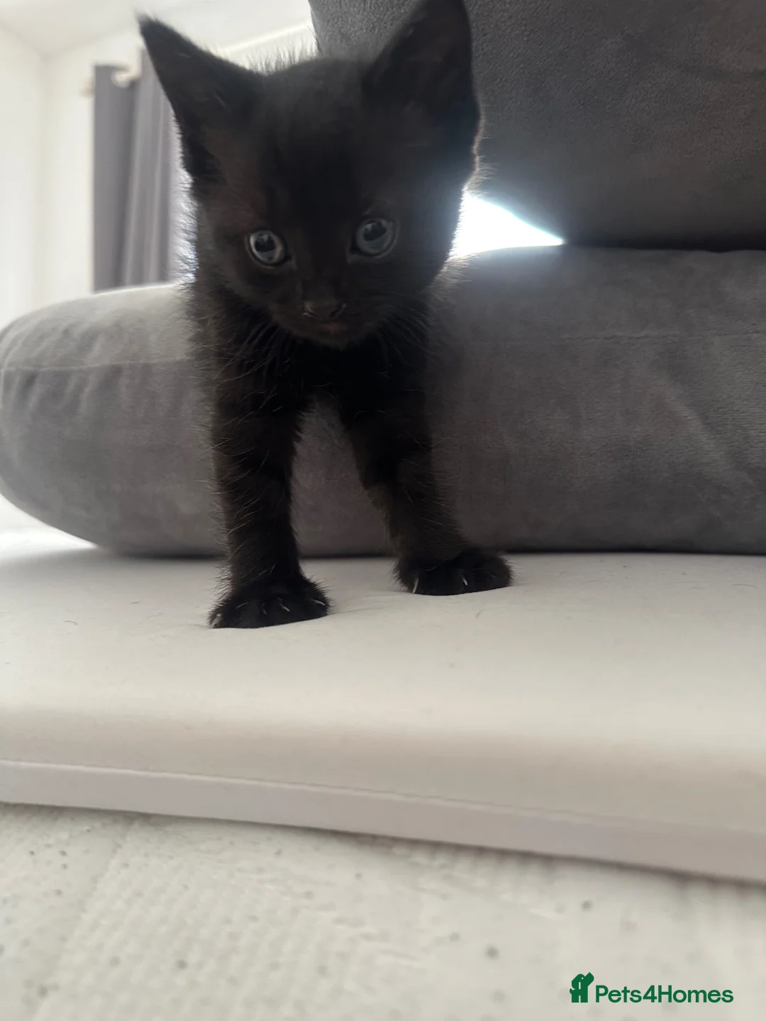 3 beautiful Kittens for sale in Doncaster | Pets4Homes