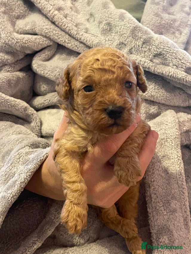 Stunning toy poodle puppies for sale in London | Pets4Homes