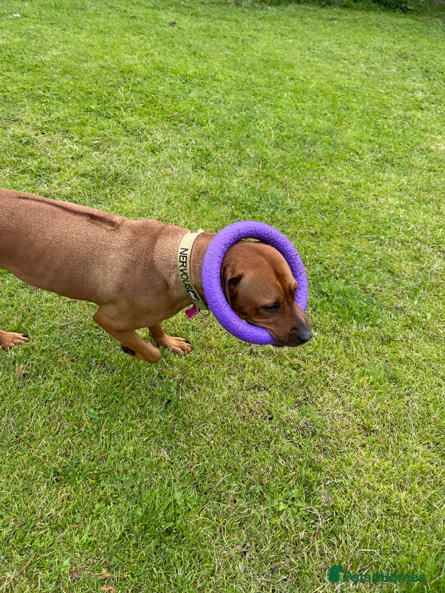 Rhodesian ridgeback x breed for sale in Rhyl | Pets4Homes
