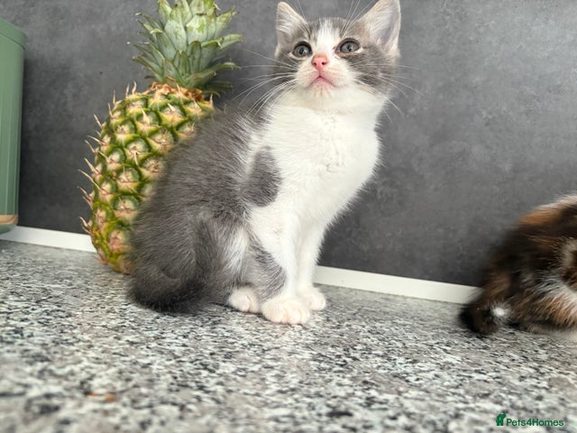 Bengal ragdoll mix kittens for sale in Shotts | Pets4Homes