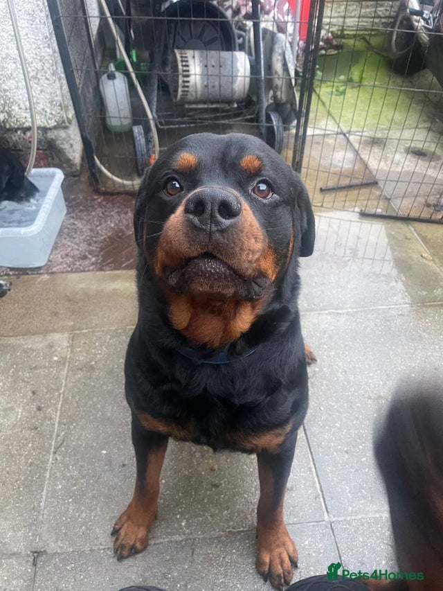 🐶 Ready Now – KC Rottweiler Puppies – German ADRK for sale in ...