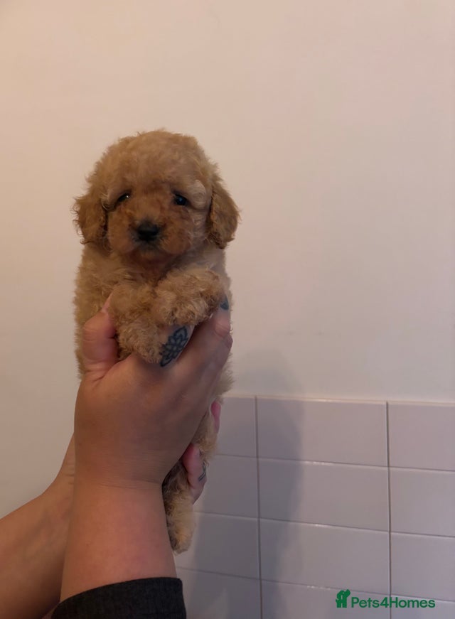 Red toy Cockapoo’s for sale in Pontefract | Pets4Homes