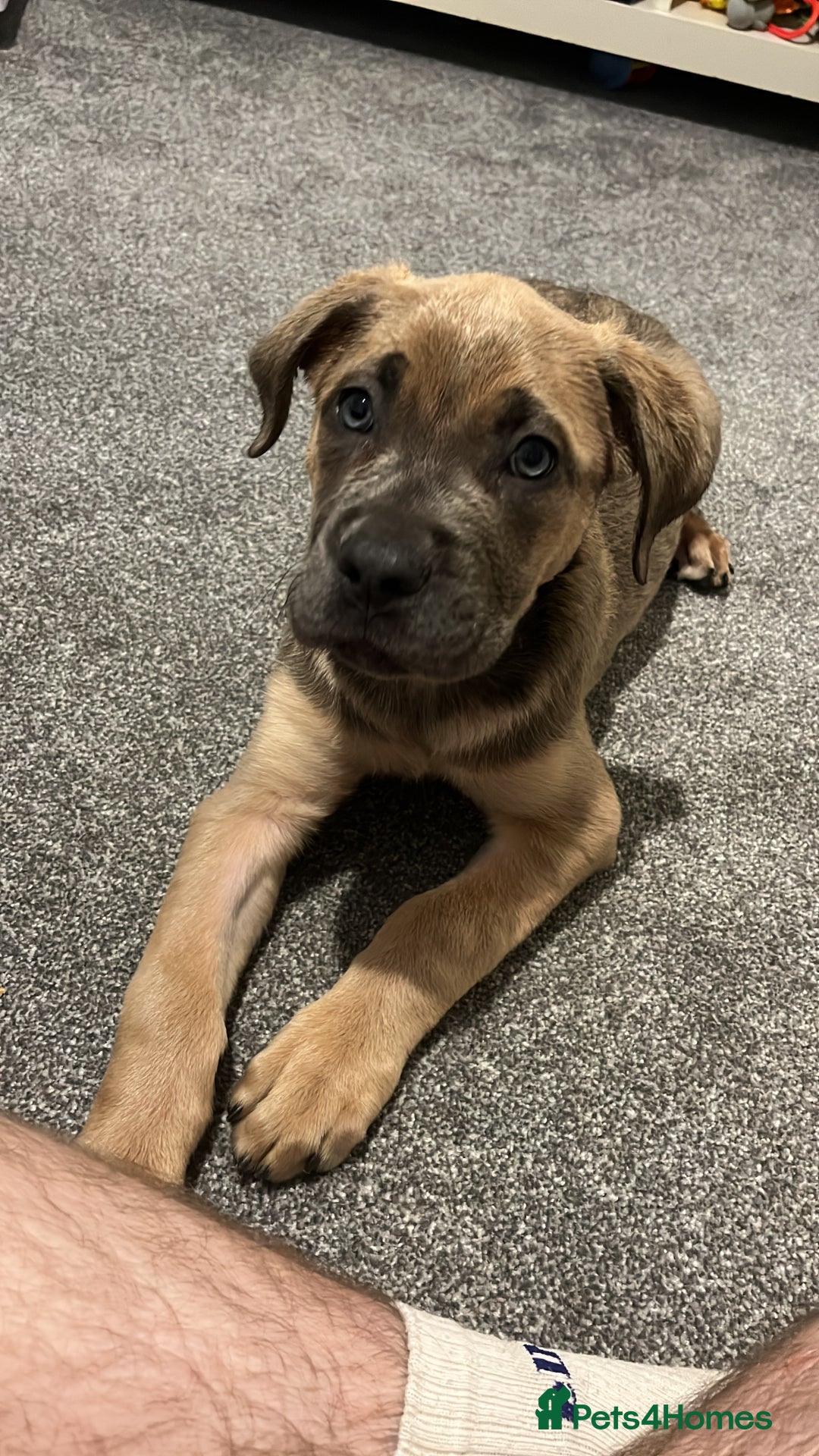 Cane Corso for sale in Polegate | Pets4Homes