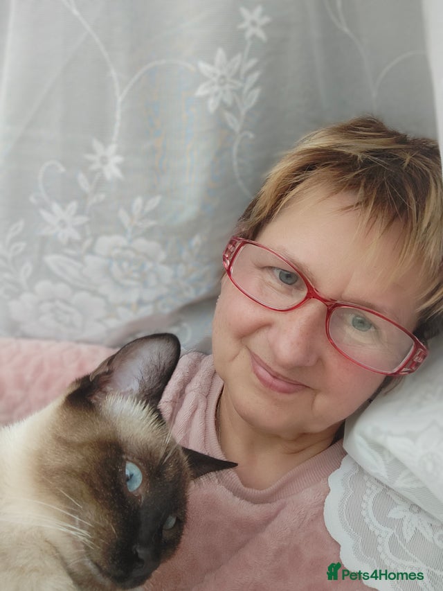 Siamese | Pets4Homes