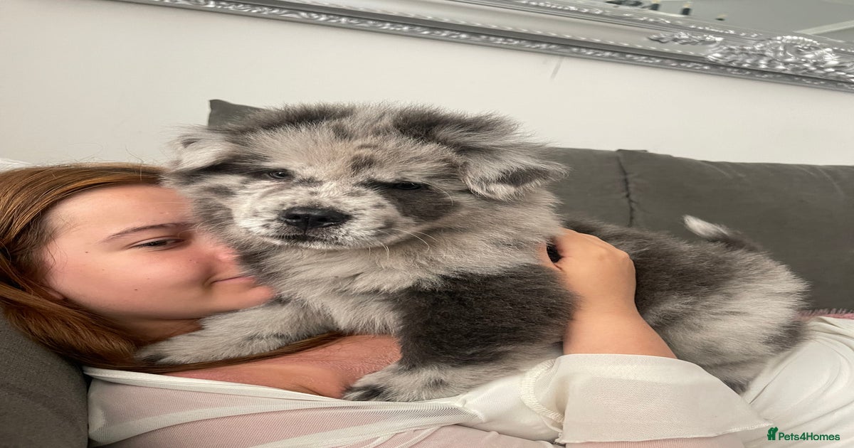 Beautiful merle chow chow puppy for sale in Liverpool | Pets4Homes