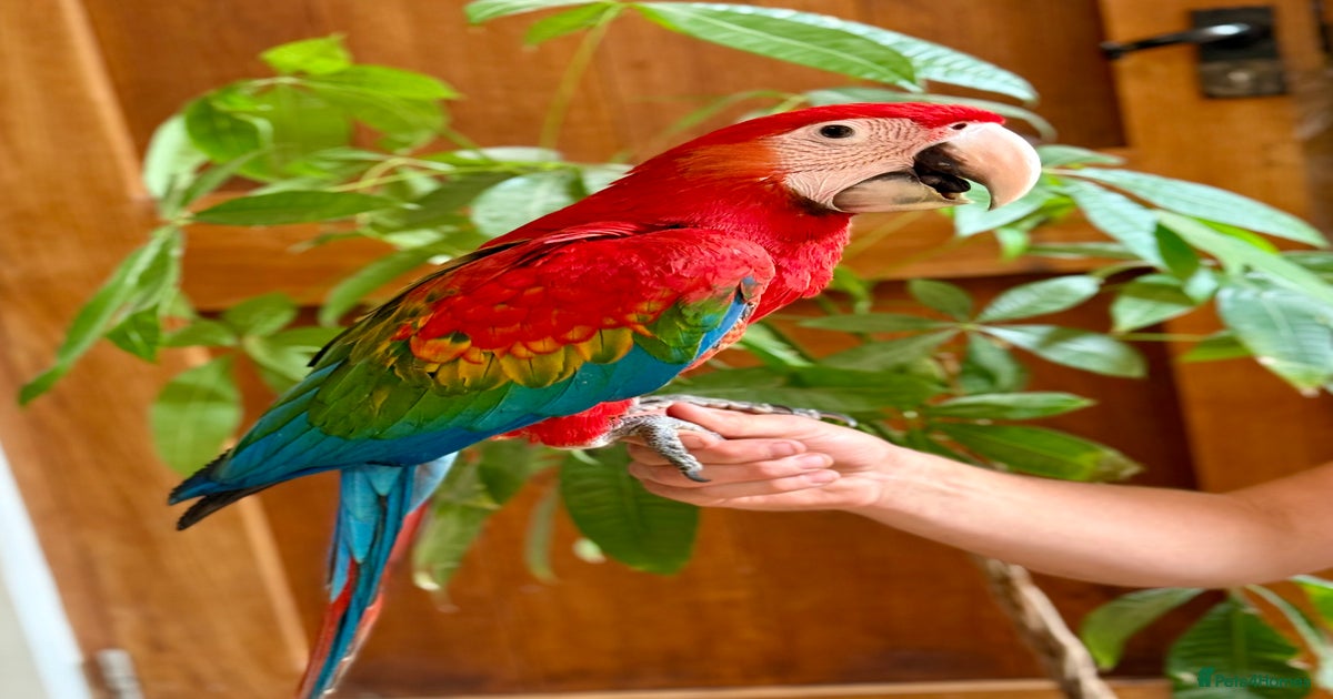 Beautiful Ruby Macaw for sale in Stowmarket | Pets4Homes