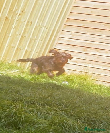 Patterdale Puppies for sale | Pets4Homes