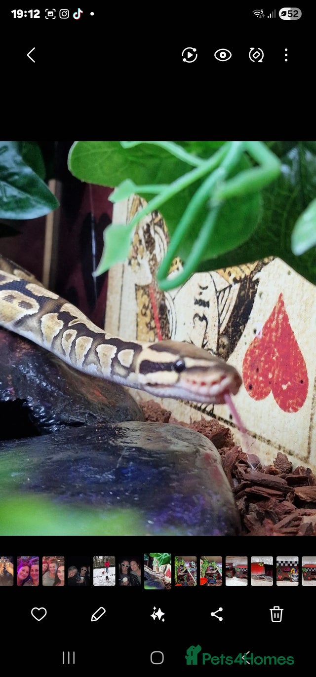 Gorgeous royal python and full set up for sale in Rochdale | Pets4Homes