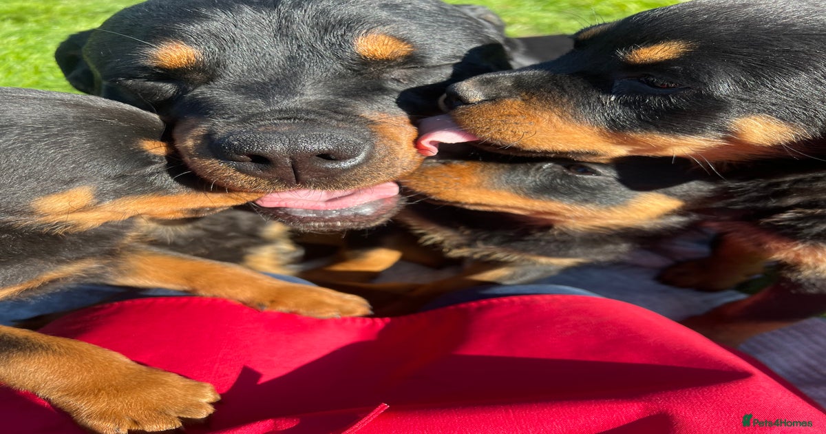 Rottweiler baby’s for sale for sale in Wisbech | Pets4Homes