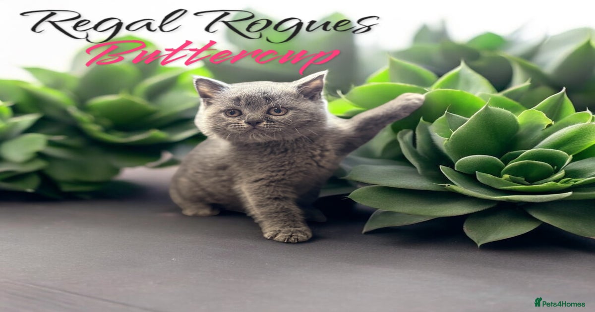 Stunning Blue BSH graded health checked REDUCED for sale in Stockport ...