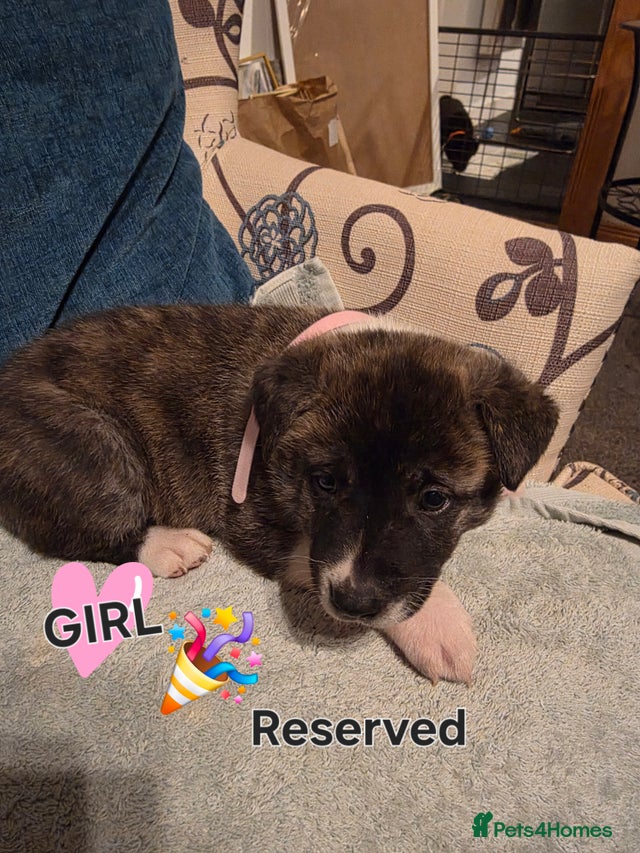 Gorgeous Labrakita (American Akita x Lab) Puppies for sale in Newport ...