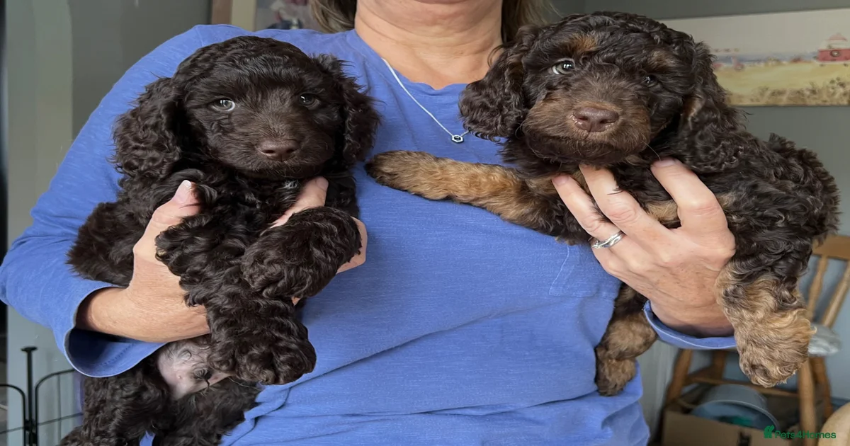 Cockapoo Puppies for sale | Pets4Homes