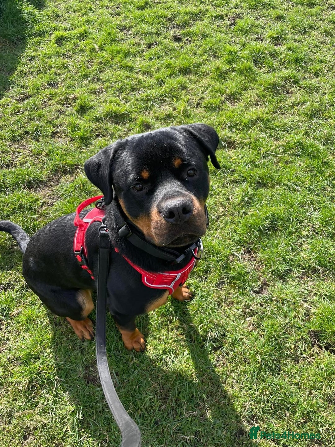 Diesel for stud in Ryton | Pets4Homes