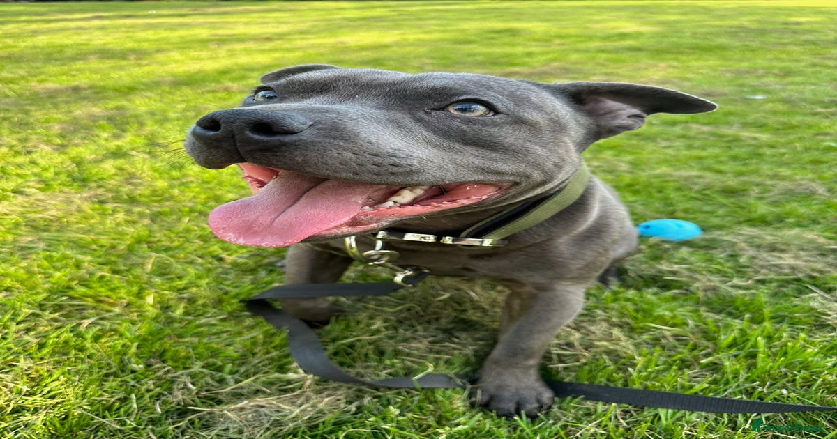 Gorgeous 2 year old Blue Male staffy for sale in Stockport | Pets4Homes