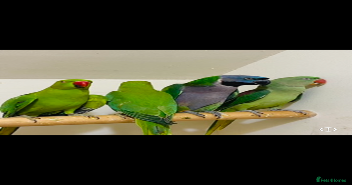 Beautiful talking parrots for sale for sale in Stourbridge | Pets4Homes