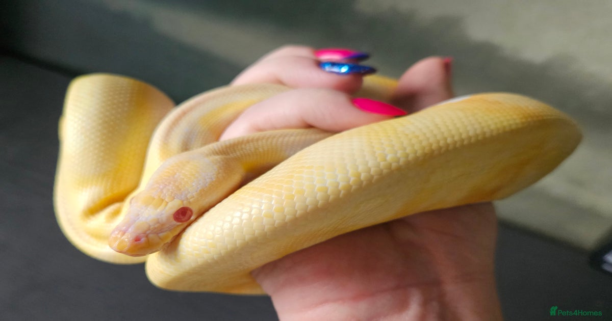 Albino pied male royal python, ball python for sale in Andover | Pets4Homes