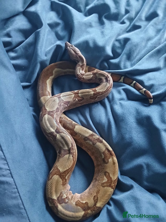Dwarf Boa Constrictor for sale in Belper | Pets4Homes