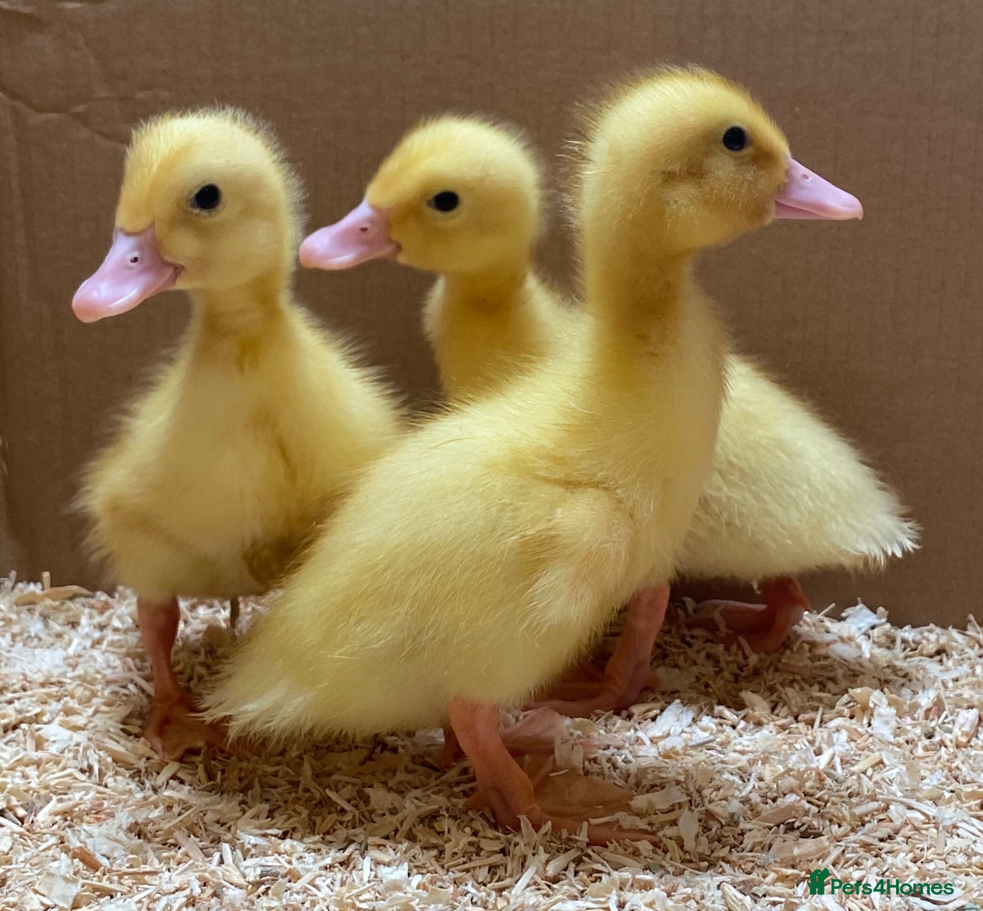 Ducks poultry for sale | Pets4Homes