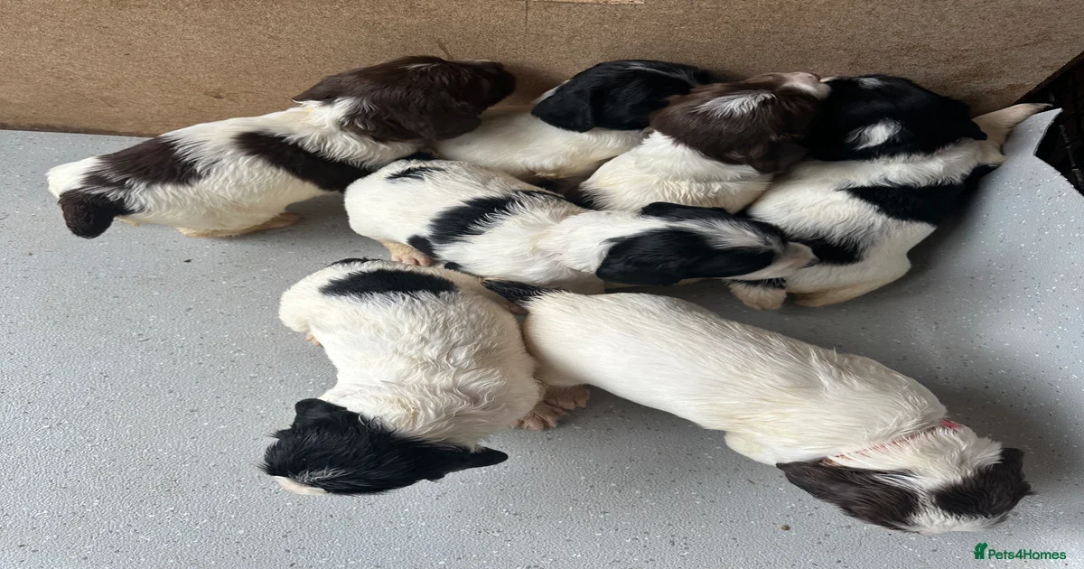 English Springer Spaniel Puppies for sale in Shrewsbury, Shropshire ...