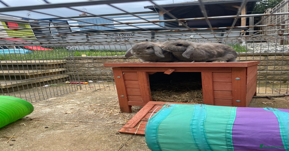 Two female grey mini lops for sale in Downham Market | Pets4Homes