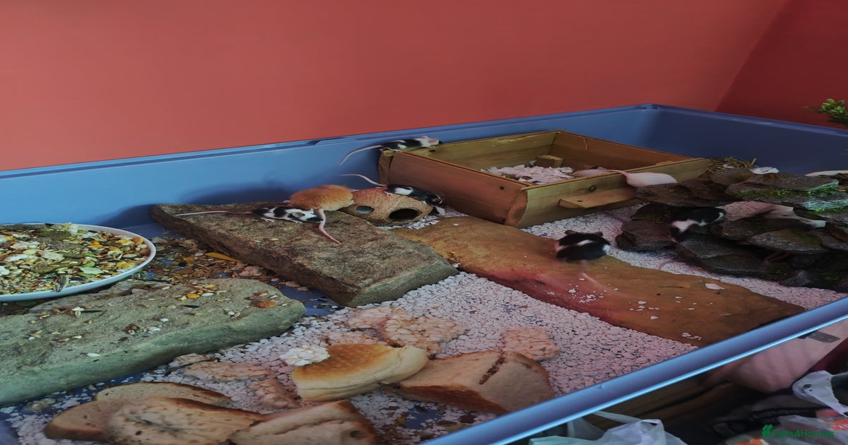 Mouse mice male female for sale in Wolverhampton | Pets4Homes