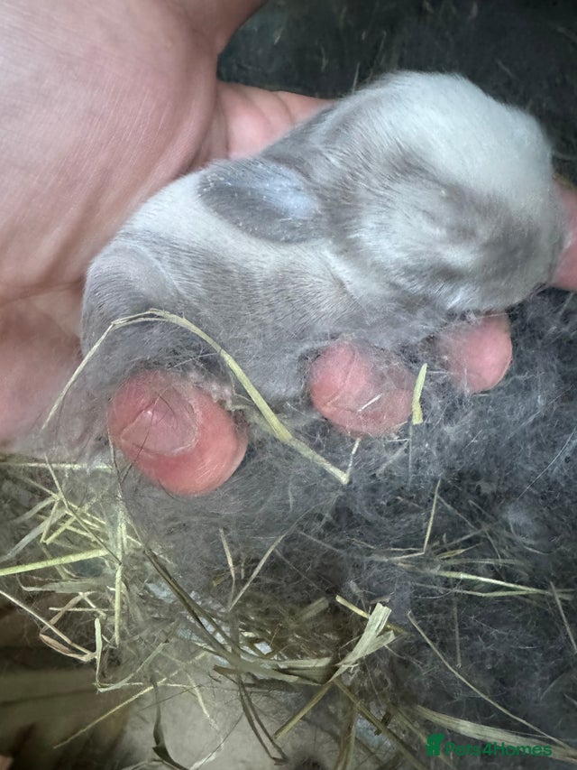 BEAUTIFUL MINI LOP BUNNIES - PEDIGREE for sale in Ilminster | Pets4Homes