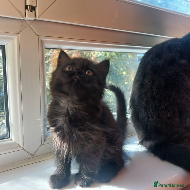Beautiful kittens for sale in London | Pets4Homes