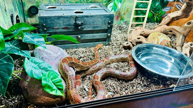 Corn Snakes x2 for sale in Milton Keynes | Pets4Homes