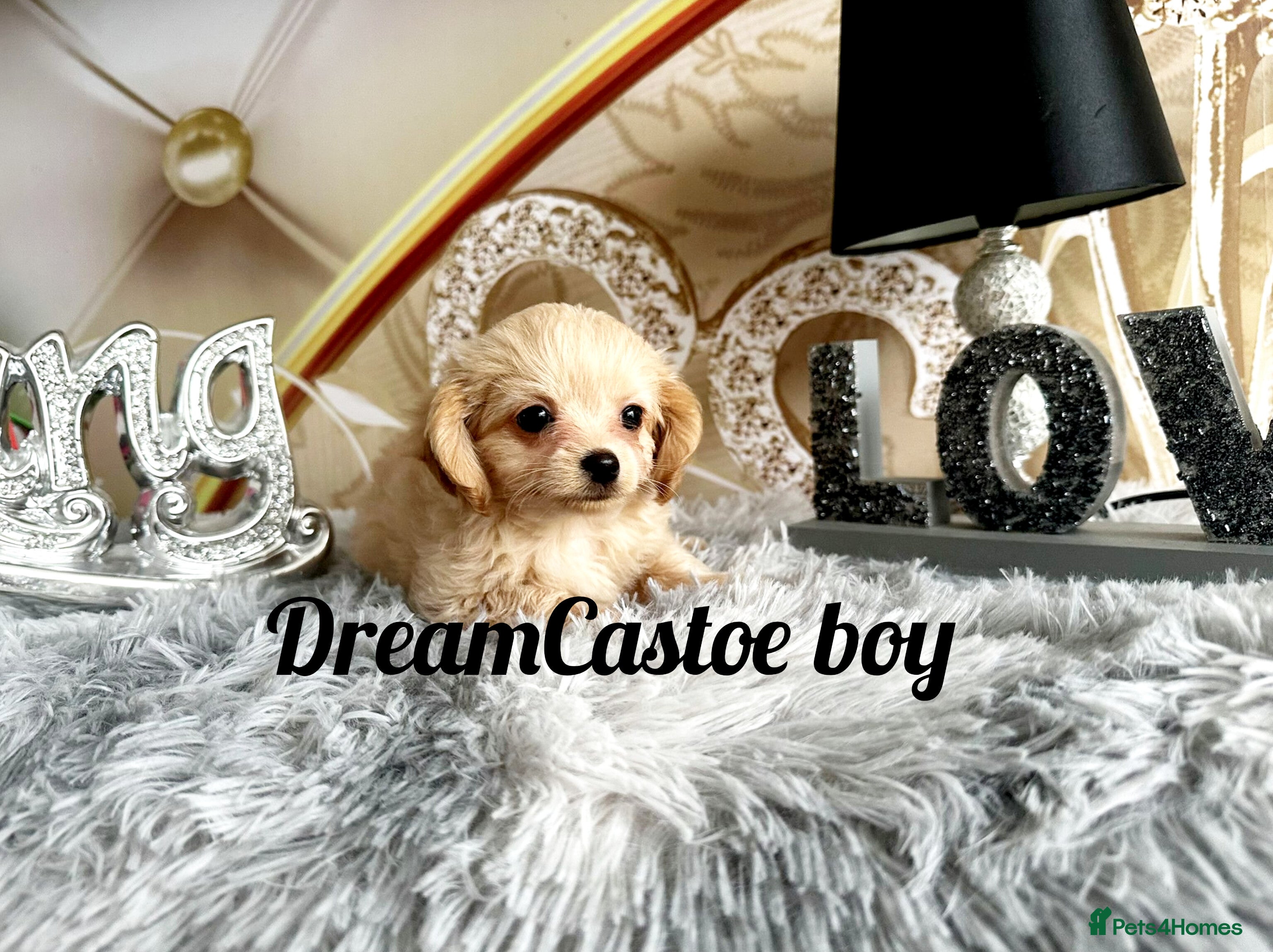 Last boy very tiny chipoo for sale in Peterborough | Pets4Homes