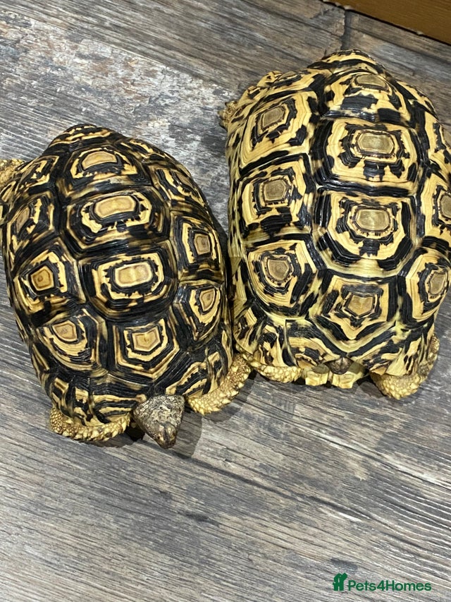 African Leopard Tortoise - 2020 Hatch for sale in Eastbourne | Pets4Homes