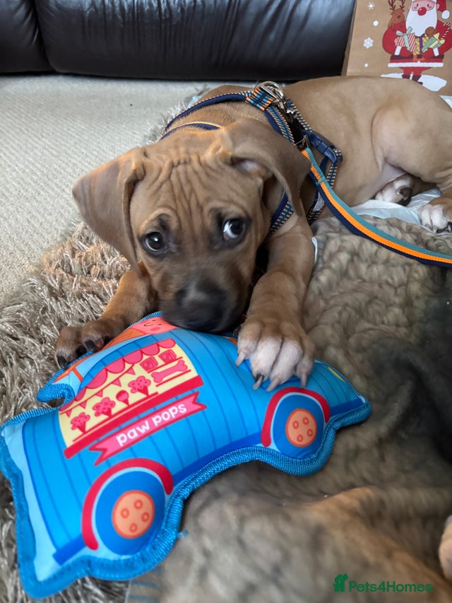 Beautiful mastiff cross puppy for sale in King's Lynn | Pets4Homes