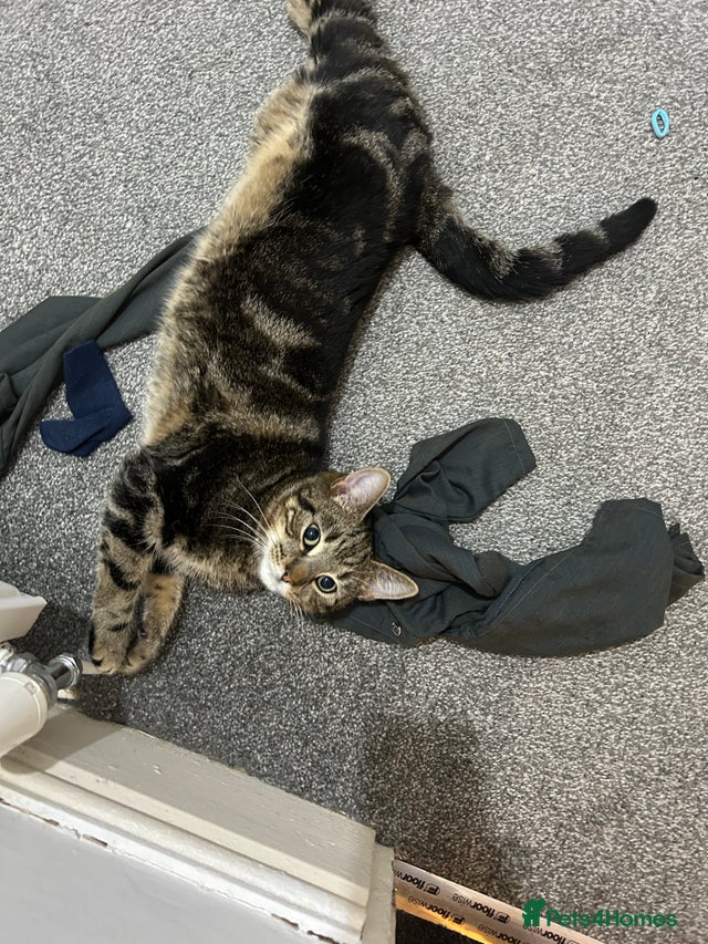 Male cat for sale in Manchester | Pets4Homes