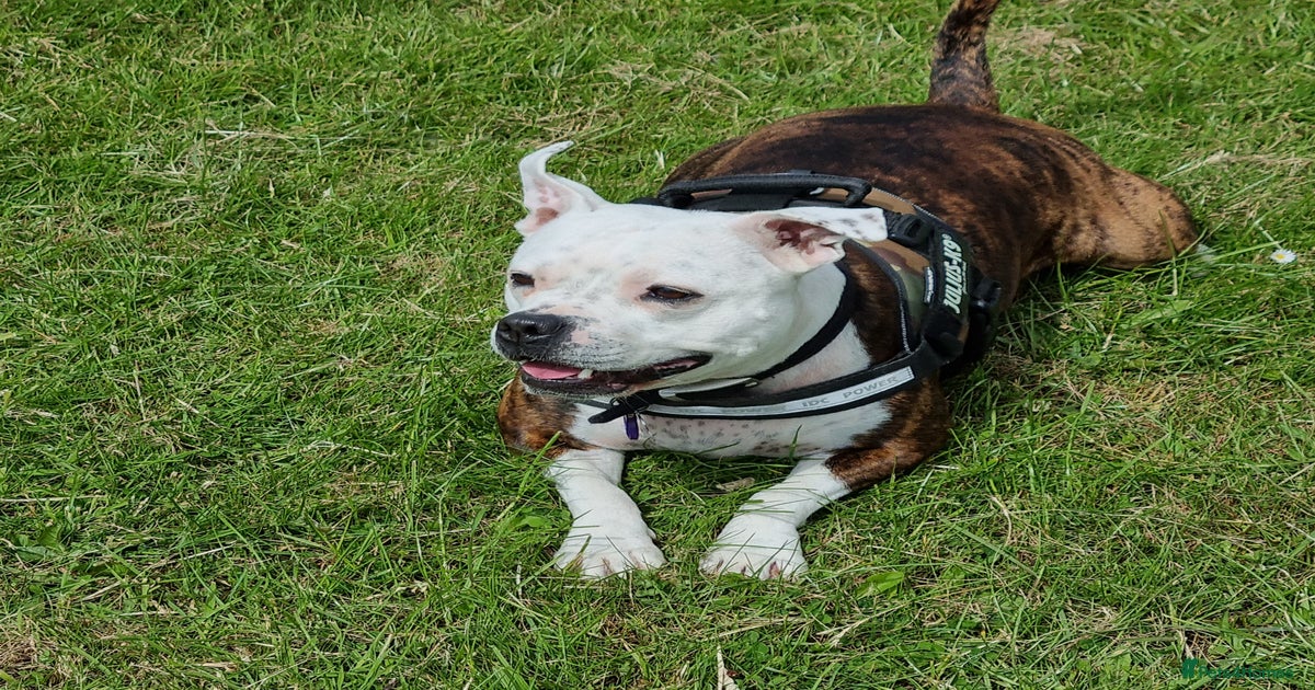 Stunning duch line vested brindle and white Staff for sale in Walsall ...
