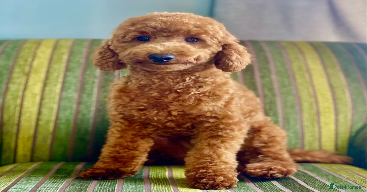 MINIATURE POODLE FOX RED KC HEALTH TESTED for stud in Woodbridge ...