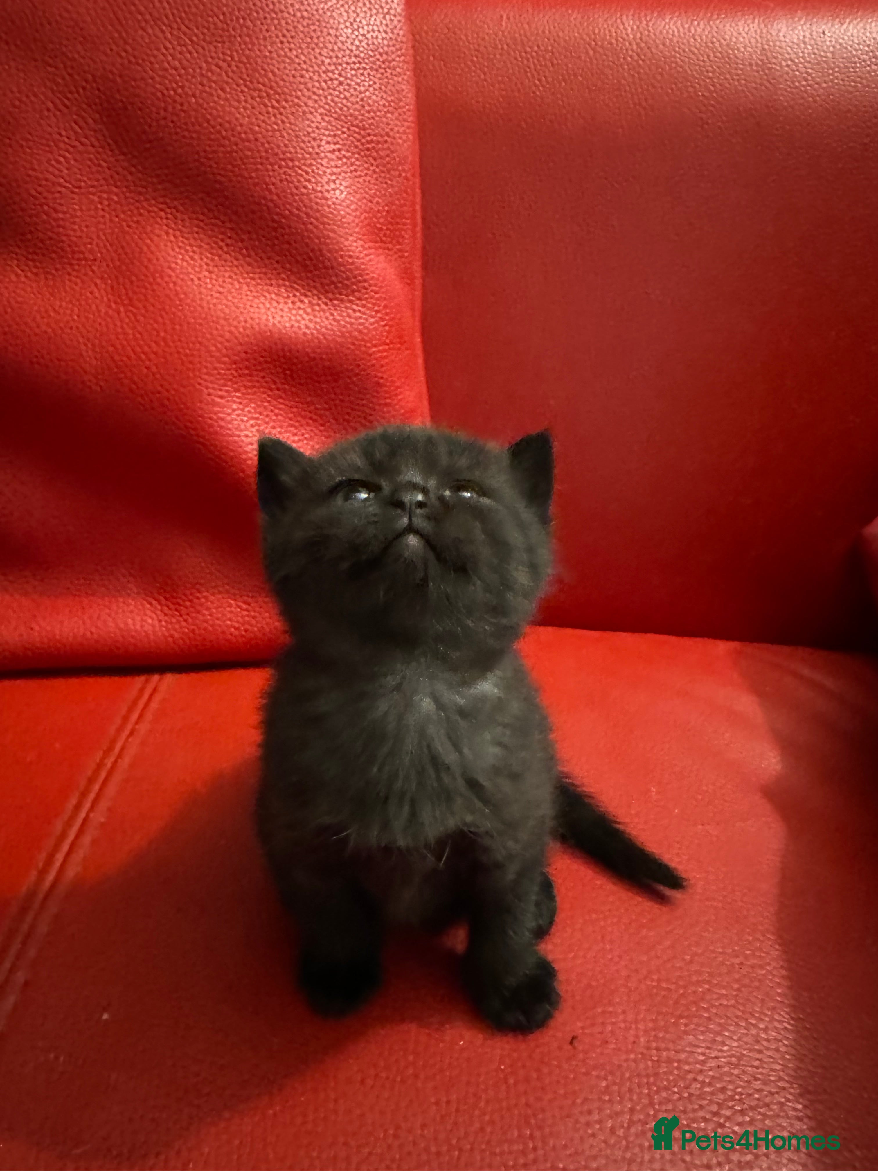 Adorable BSH kittens looking for loving Home for sale in London ...